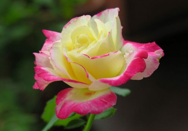 The Most Fragrant Roses for Your Garden: A Comprehensive Guide - Petal ...