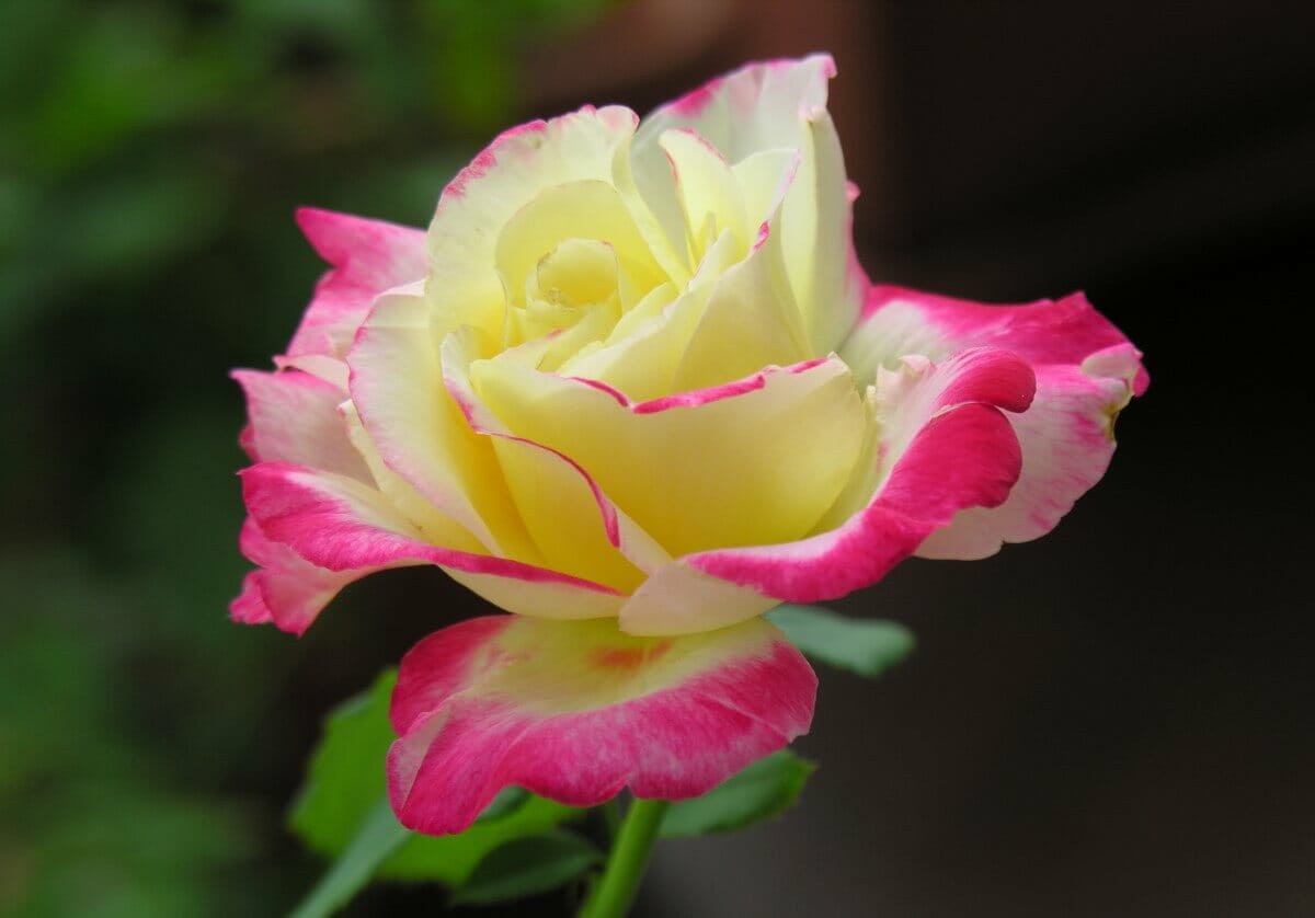 The Most Fragrant Roses for Your Garden: A Comprehensive Guide - Petal ...
