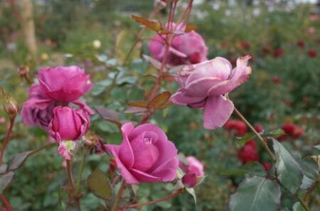 The Most Fragrant Roses for Your Garden: A Comprehensive Guide - Petal ...