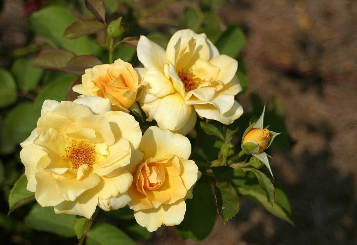 The Most Fragrant Roses for Your Garden: A Comprehensive Guide - Petal ...