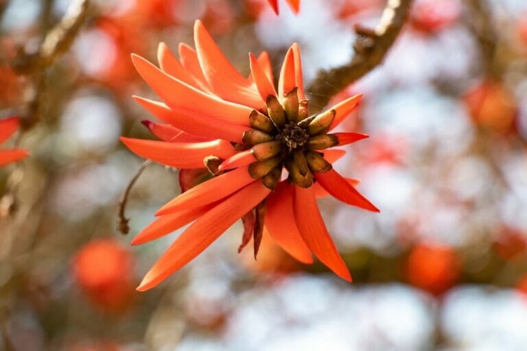 Never Heard of These K-Flowers? You’re About to Fall in Love - Petal ...