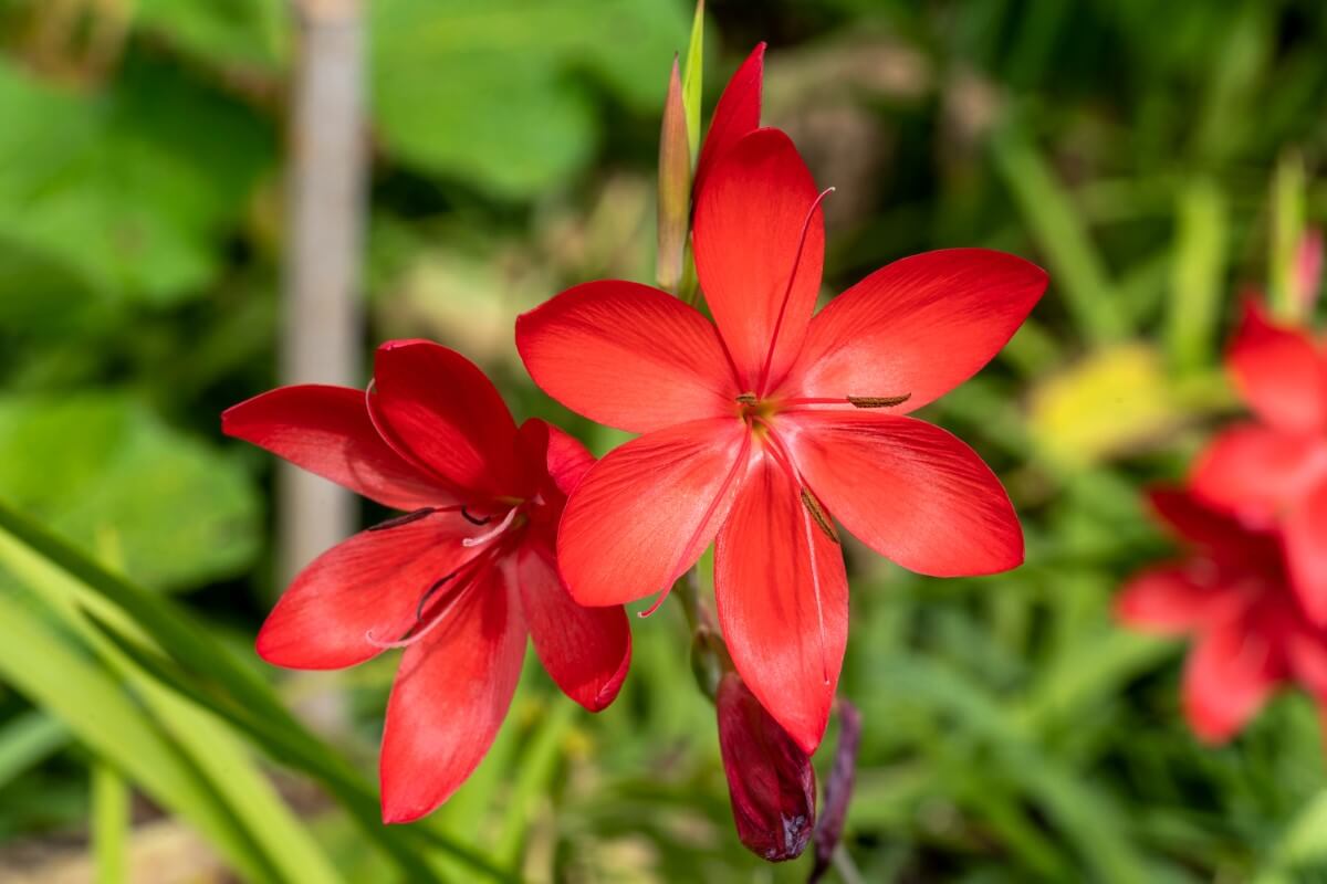 Never Heard of These K-Flowers? You’re About to Fall in Love - Petal ...