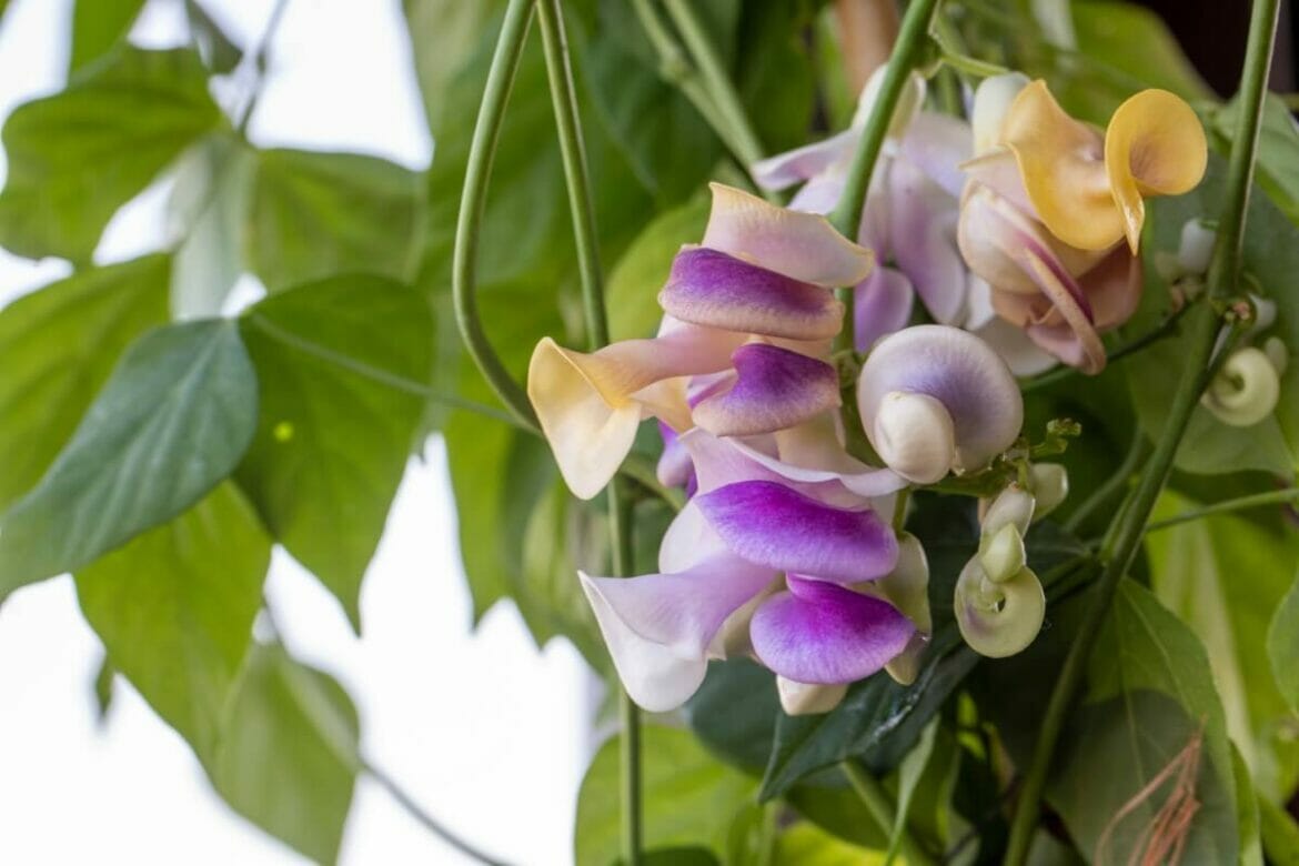Never Heard of These K-Flowers? You’re About to Fall in Love - Petal ...