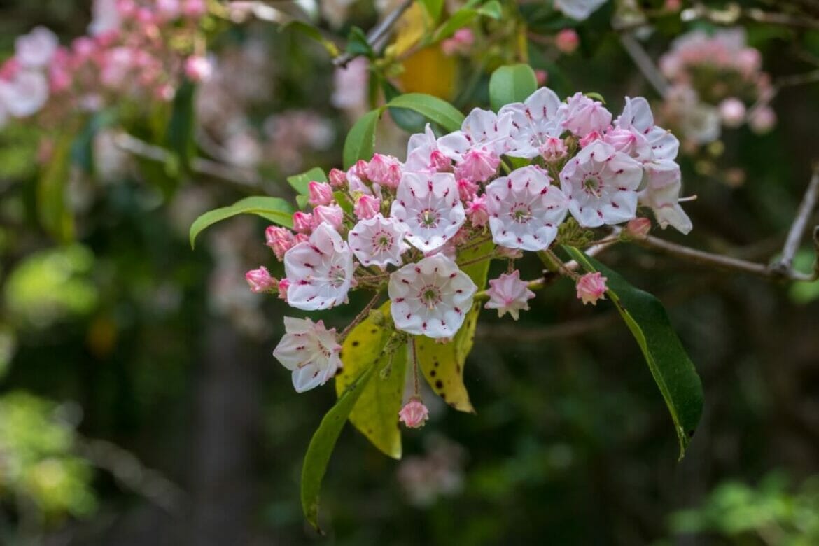 Never Heard of These K-Flowers? You’re About to Fall in Love - Petal ...