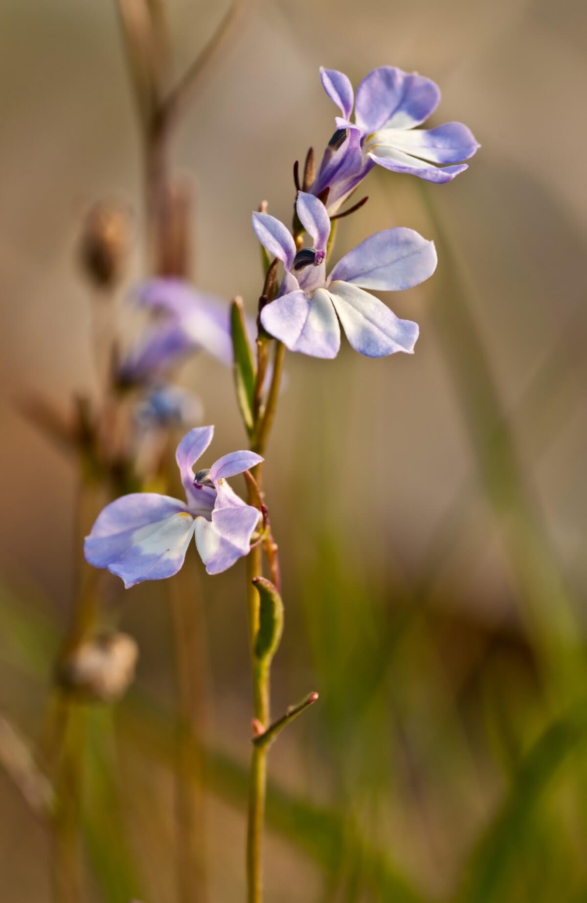 Never Heard of These K-Flowers? You’re About to Fall in Love - Petal ...