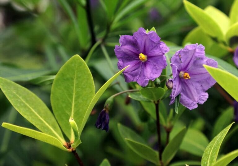 Never Heard of These K-Flowers? You’re About to Fall in Love - Petal ...