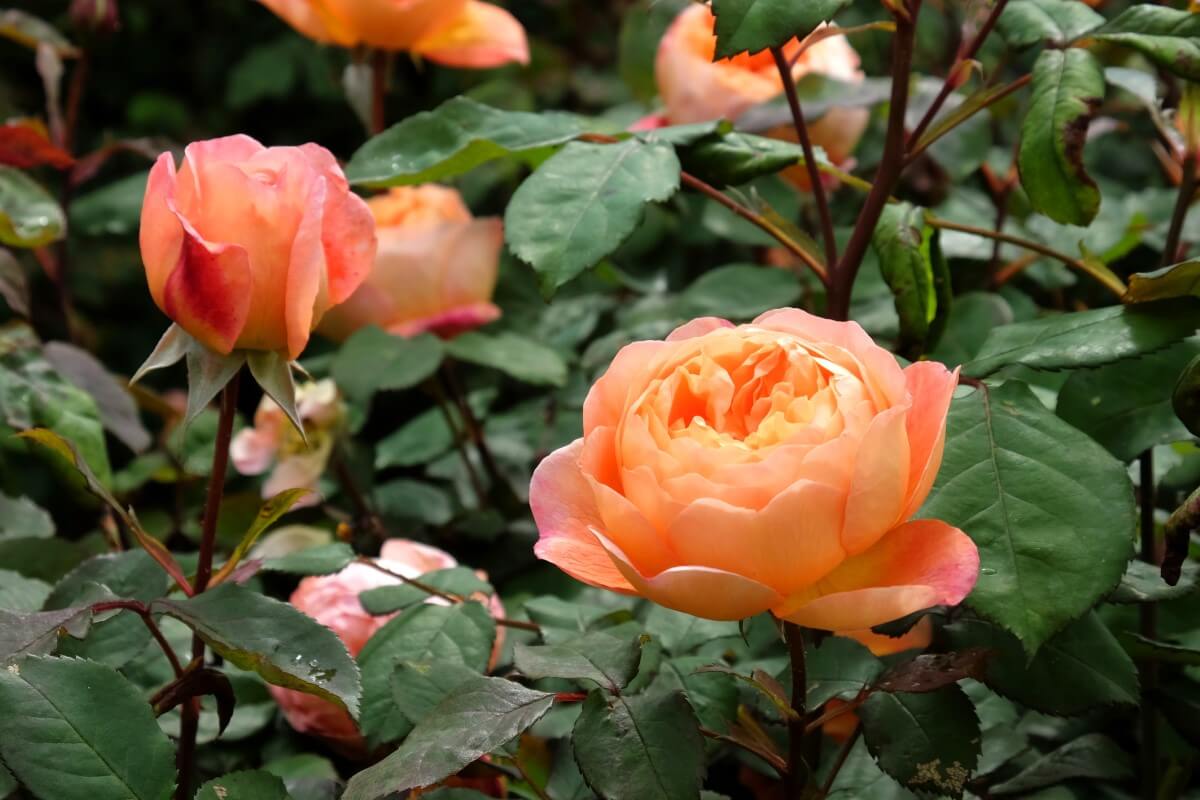 The Most Fragrant Roses for Your Garden: A Comprehensive Guide - Petal ...