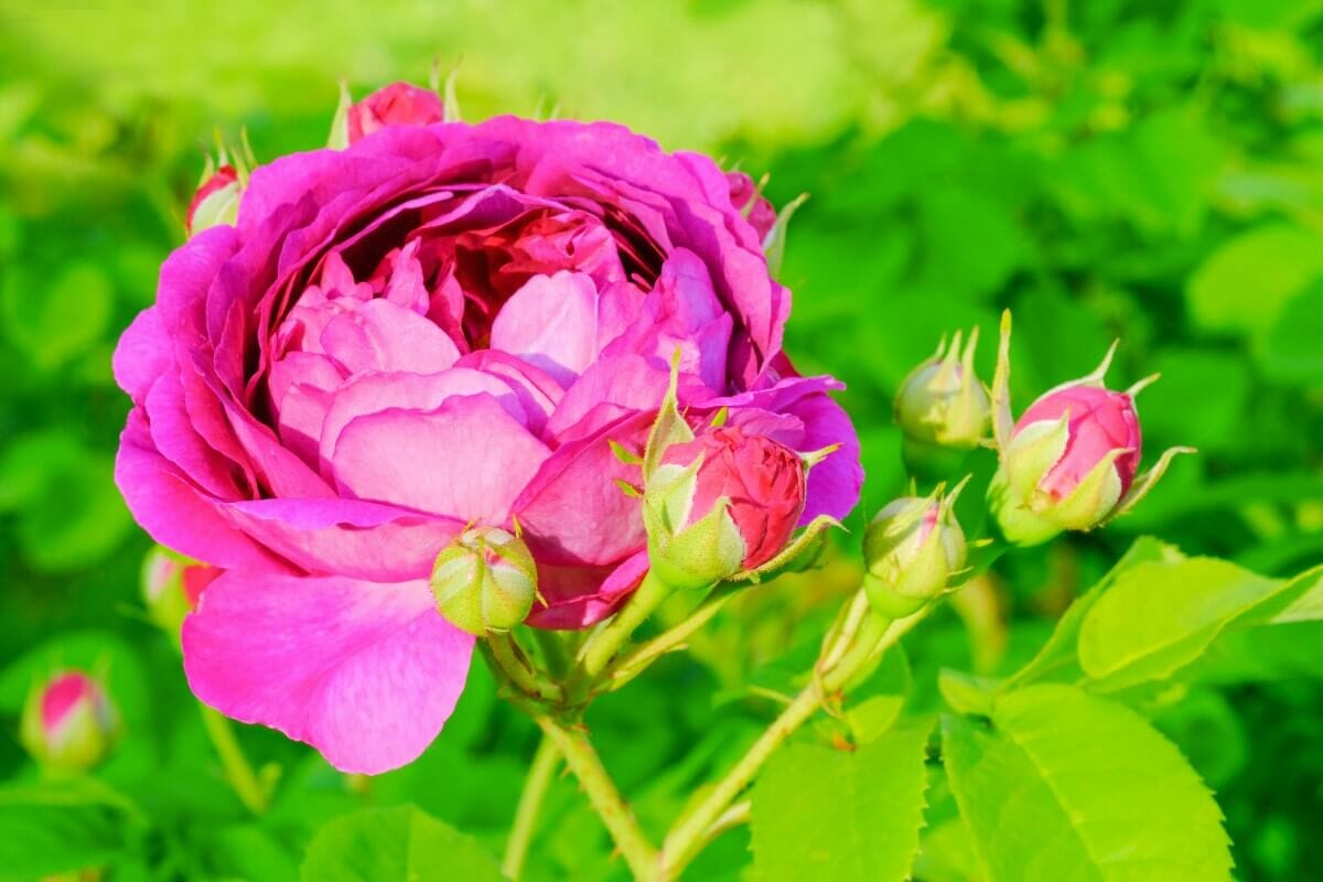 The Most Fragrant Roses for Your Garden: A Comprehensive Guide - Petal ...