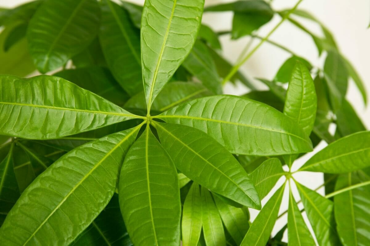 11 Amazing Uses and Benefits of Money Tree Plants - Petal Republic