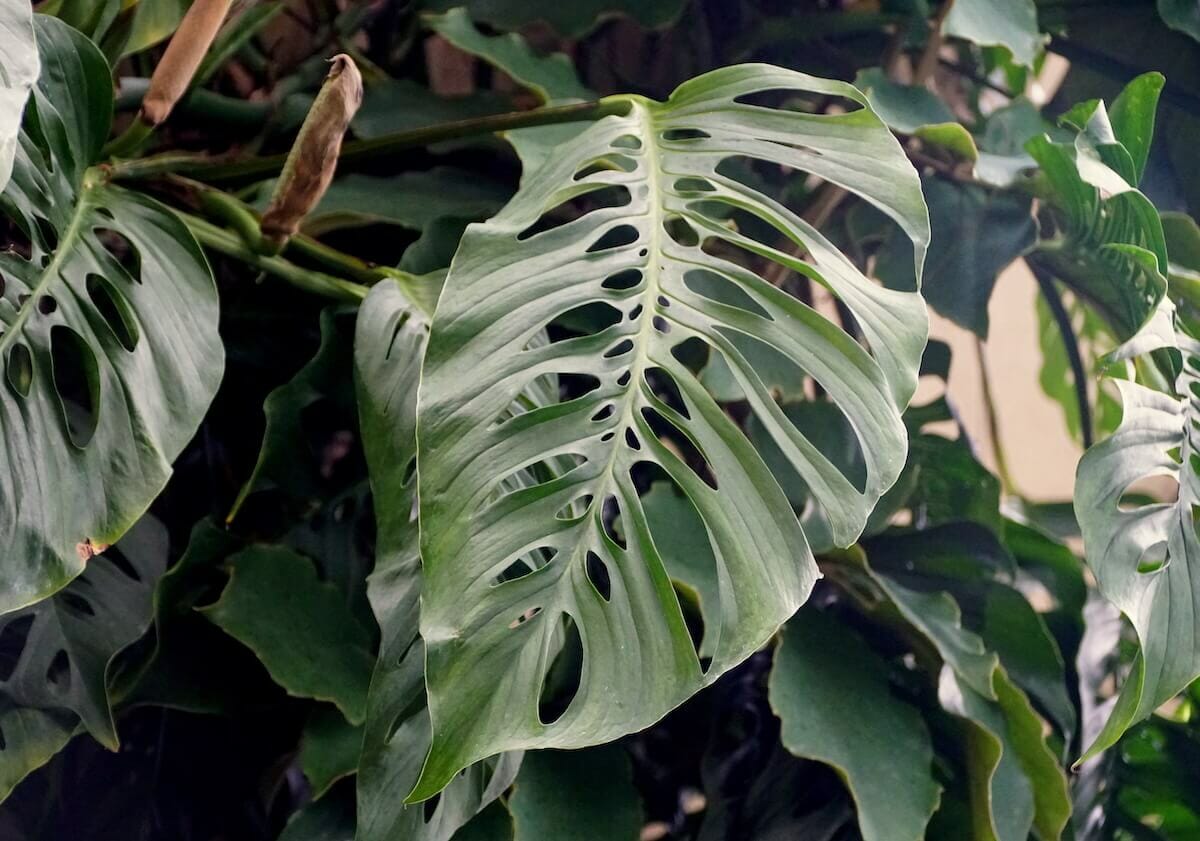Variegated Monstera Plants: Your Essential Guide - Petal Republic