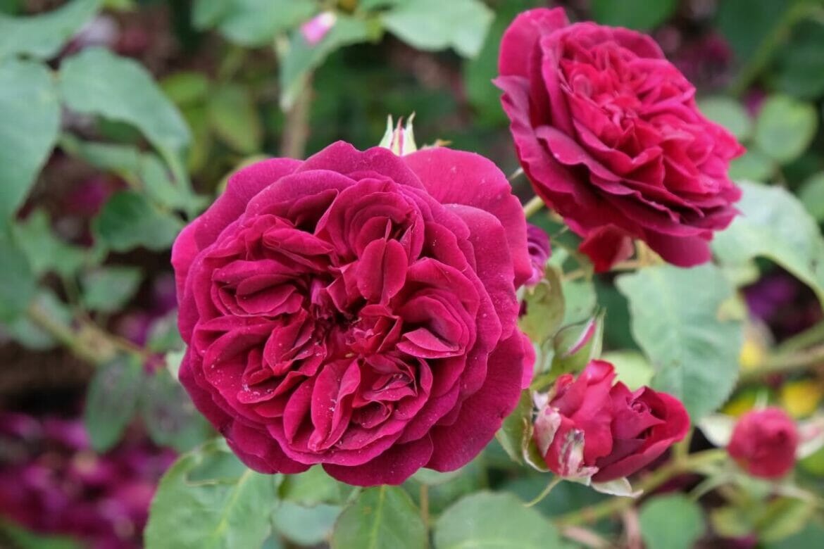 The Most Fragrant Roses for Your Garden: A Comprehensive Guide - Petal ...