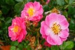 Native North American Roses: A Guide to Species and Cultivation - Petal ...