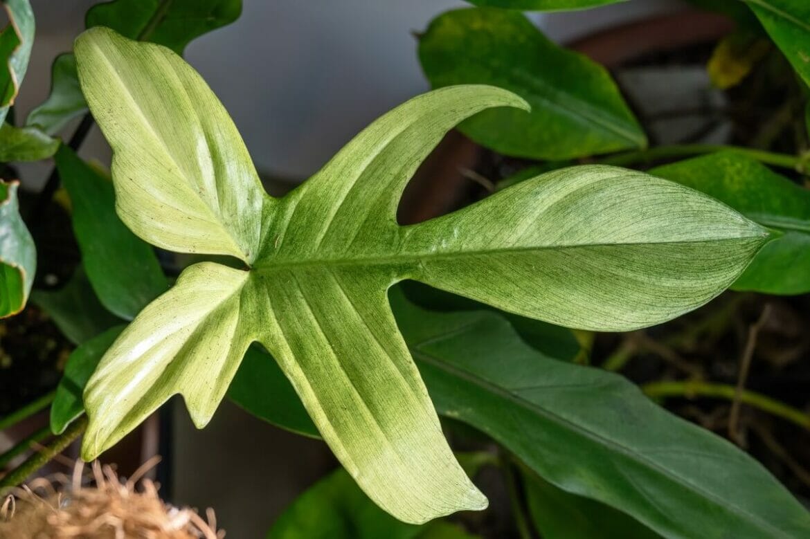30 Best Types of Philodendrons to Grow at Home - Petal Republic