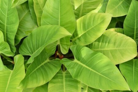 30 Best Types of Philodendrons to Grow at Home - Petal Republic