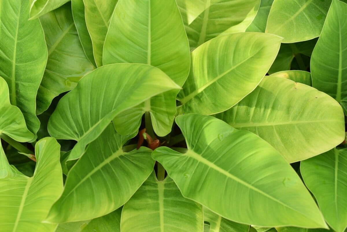 30 Best Types of Philodendrons to Grow at Home - Petal Republic
