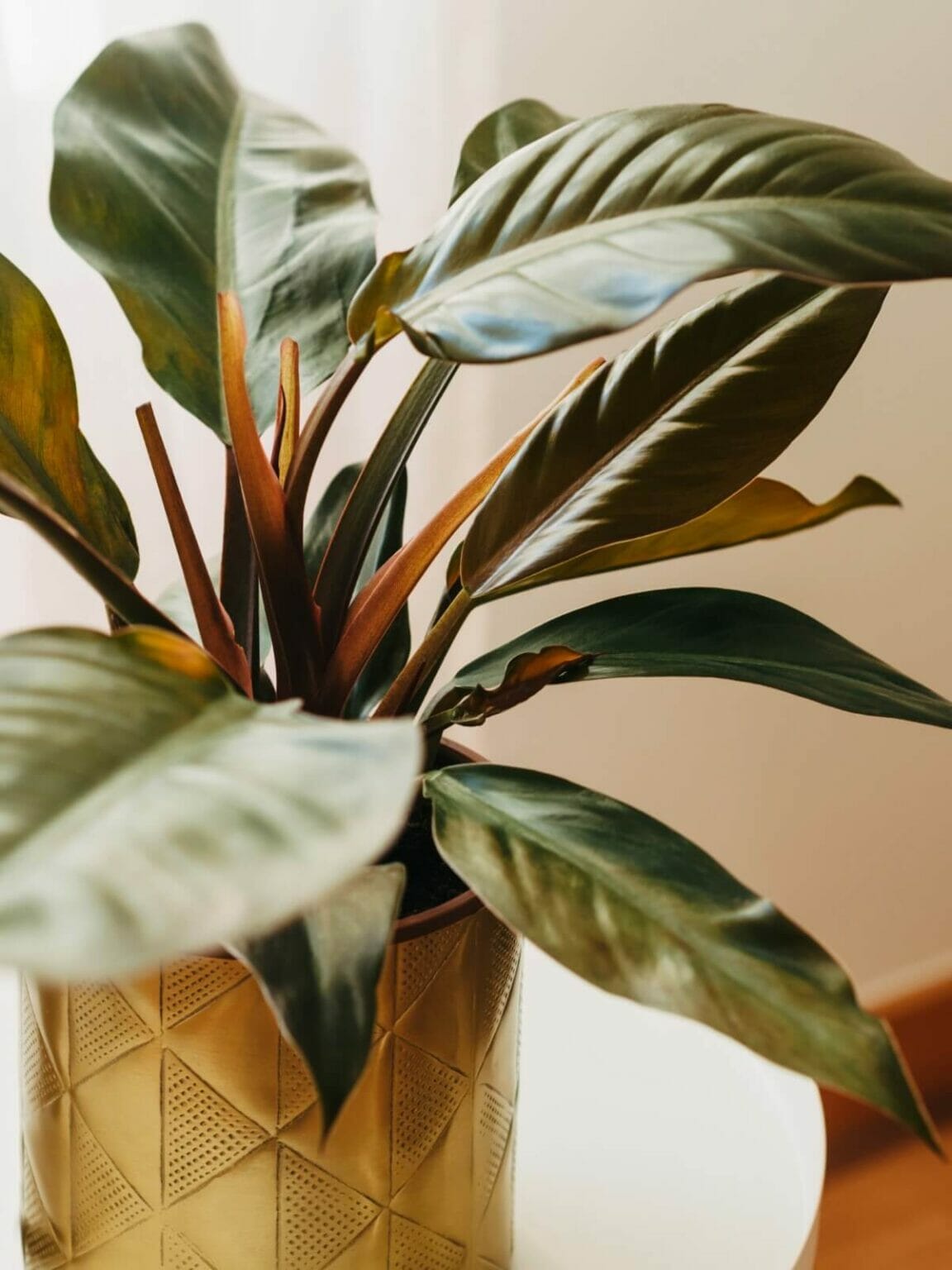30 Best Types of Philodendrons to Grow at Home - Petal Republic