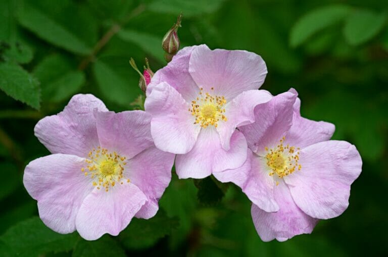 Native North American Roses: A Guide to Species and Cultivation - Petal ...