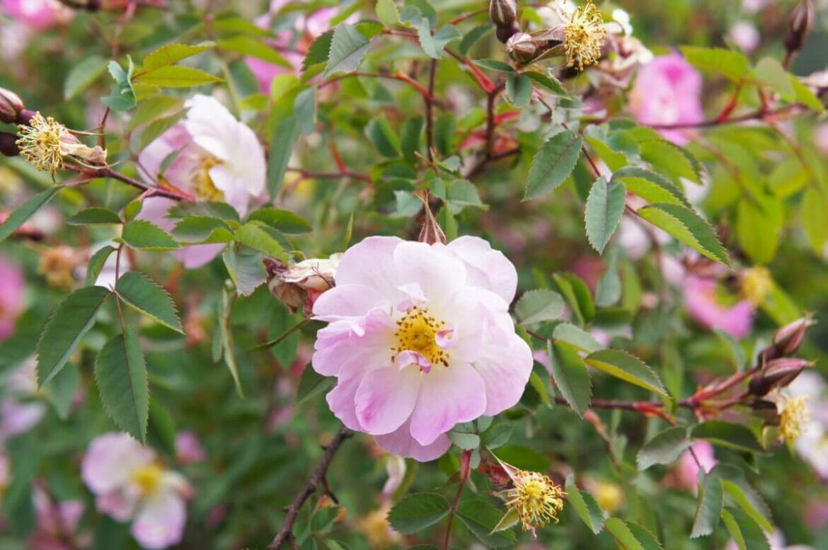 Native North American Roses: A Guide to Species and Cultivation - Petal ...