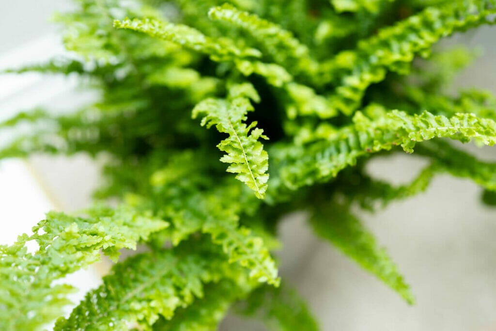 26 Best Types of Indoor Ferns to Grow at Home - Petal Republic