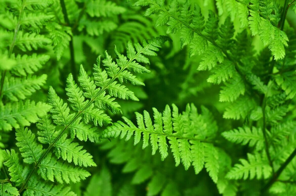 Ferns in Myth, Magic, and Mystery — What They’ve Meant Across Cultures ...