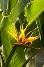 Bird of Paradise: A Symbol of Untamed Love and Sacred Power - Petal ...
