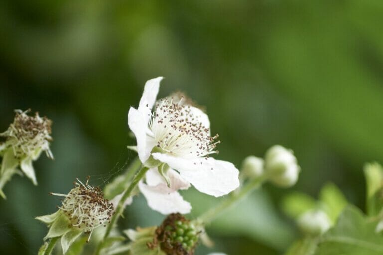 Native North American Roses: A Guide to Species and Cultivation - Petal ...
