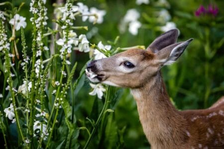 50 Deer Resistant Flowers and Plants (+ My Essential Deer Proofing ...