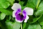 50 Amazing Australian Native Flowers and Plants - Petal Republic
