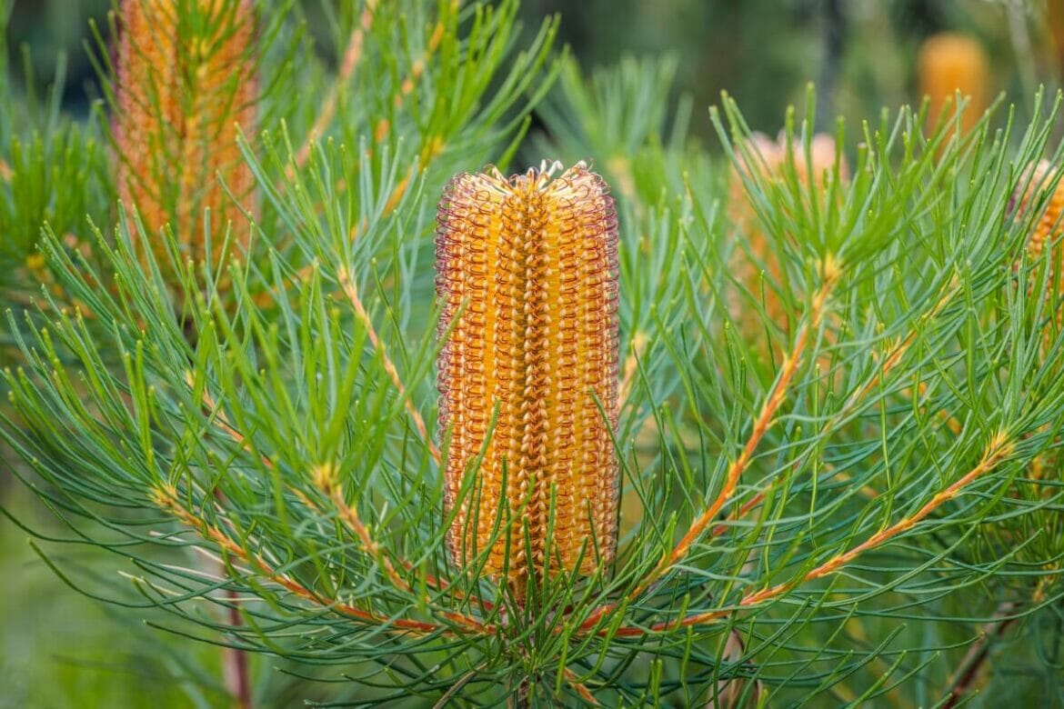 50 Amazing Australian Native Flowers and Plants - Petal Republic