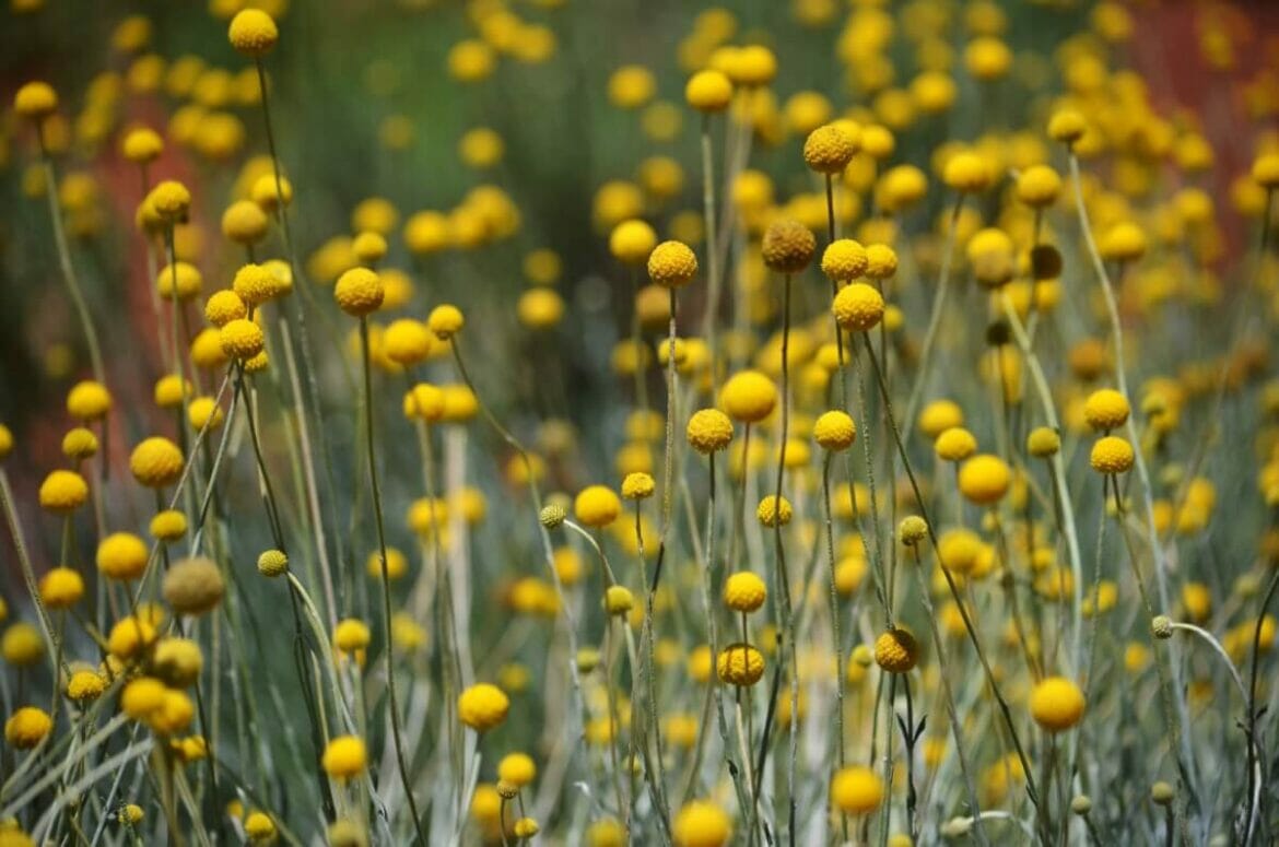 50 Amazing Australian Native Flowers and Plants - Petal Republic