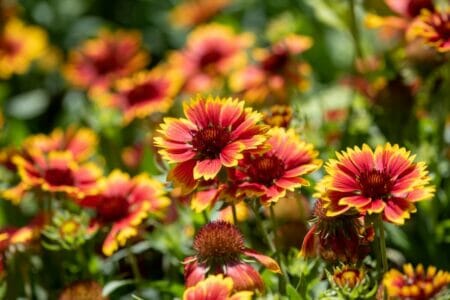 50 Best Deer-Resistant Flowers and Plants for Your Garden - Petal Republic