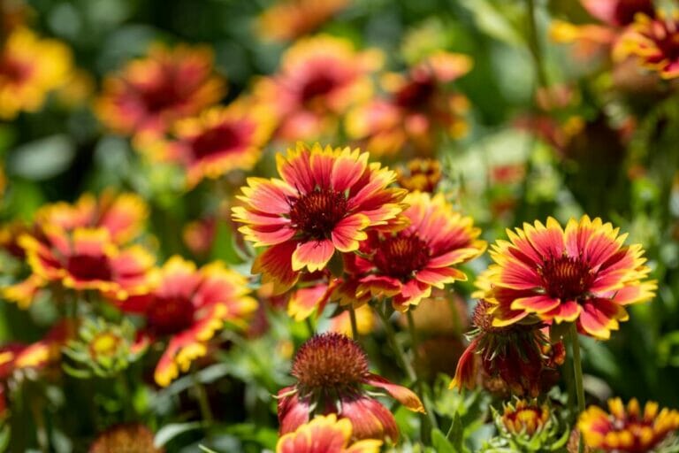 50 Best Deer-Resistant Flowers and Plants for Your Garden - Petal Republic