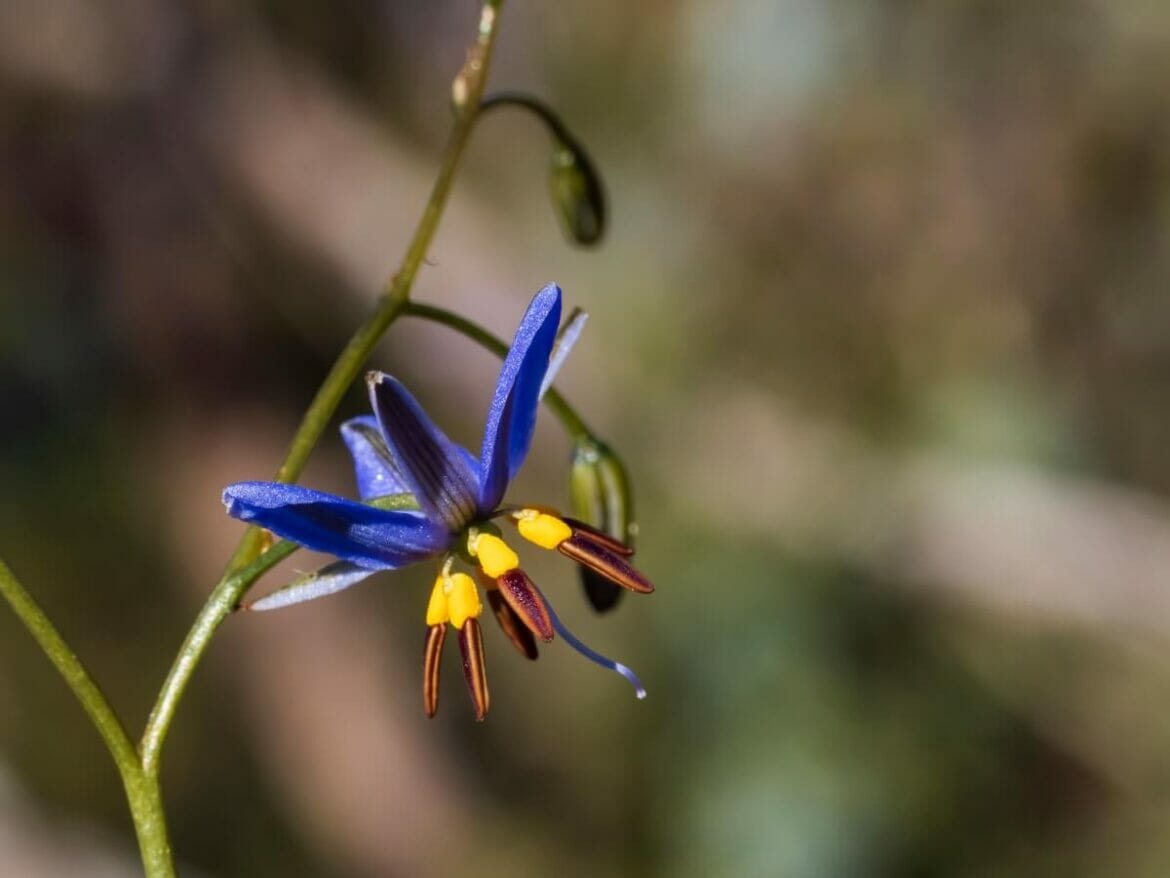 50 Amazing Australian Native Flowers and Plants - Petal Republic
