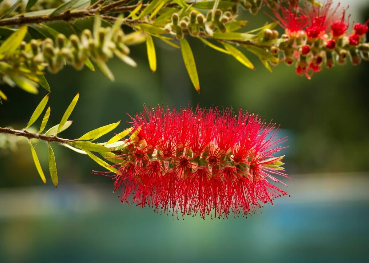 50 Amazing Australian Native Flowers and Plants - Petal Republic