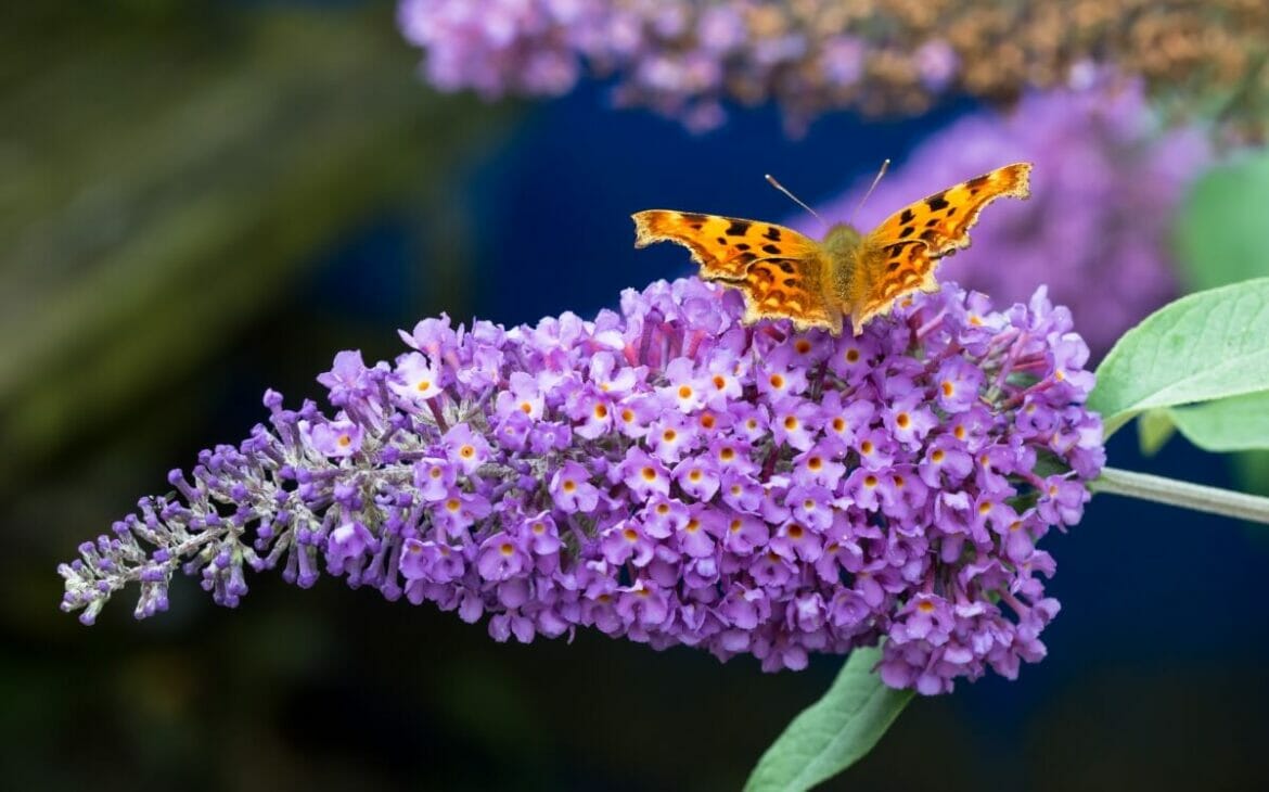 50 Best Deer-Resistant Flowers and Plants for Your Garden - Petal Republic