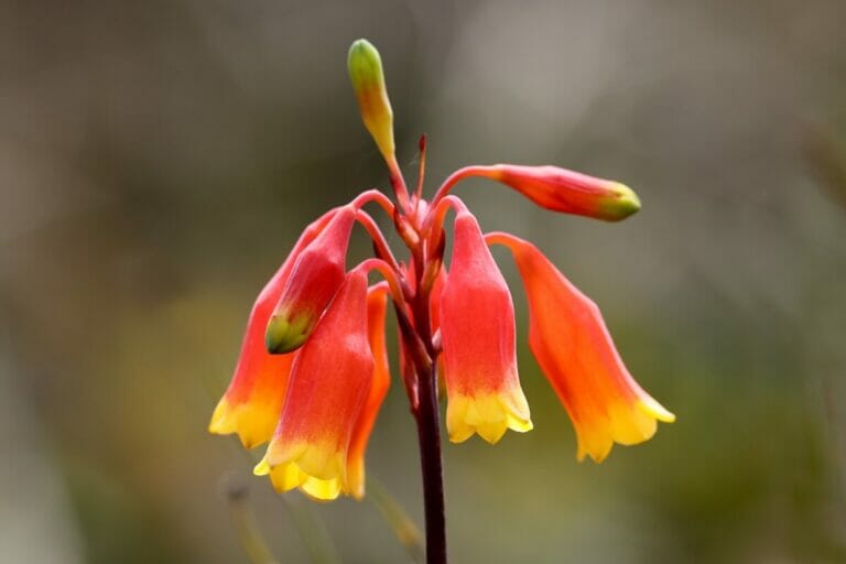 50 Amazing Australian Native Flowers and Plants - Petal Republic