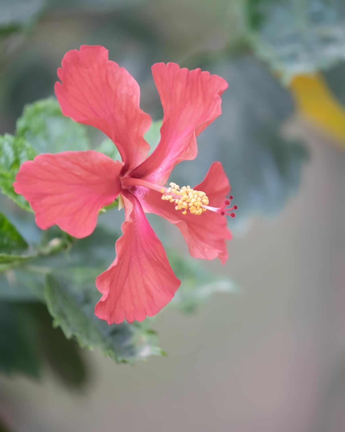 Growing Hawaiian Hibiscus: Popular Types and Essential Care Tips ...