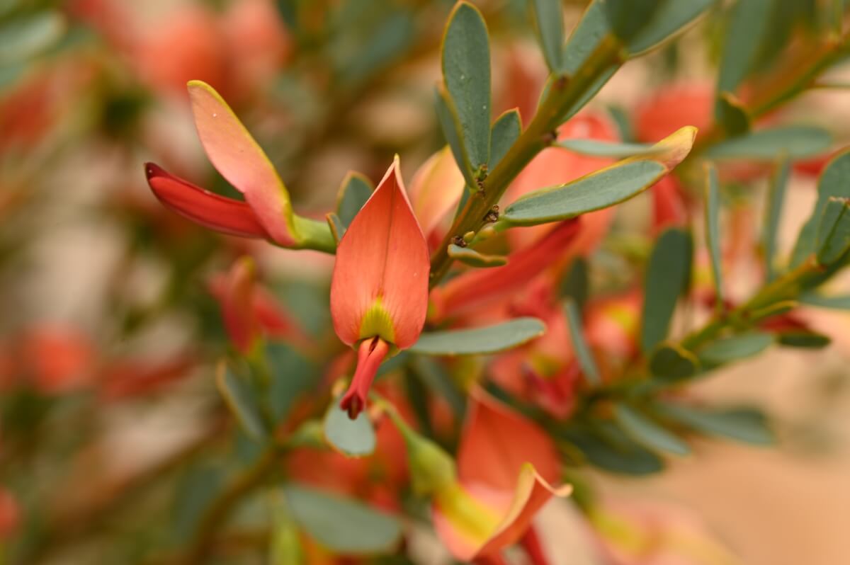 50 Amazing Australian Native Flowers and Plants - Petal Republic