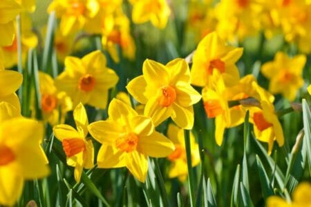 Types of Flowering Bulbs Explained