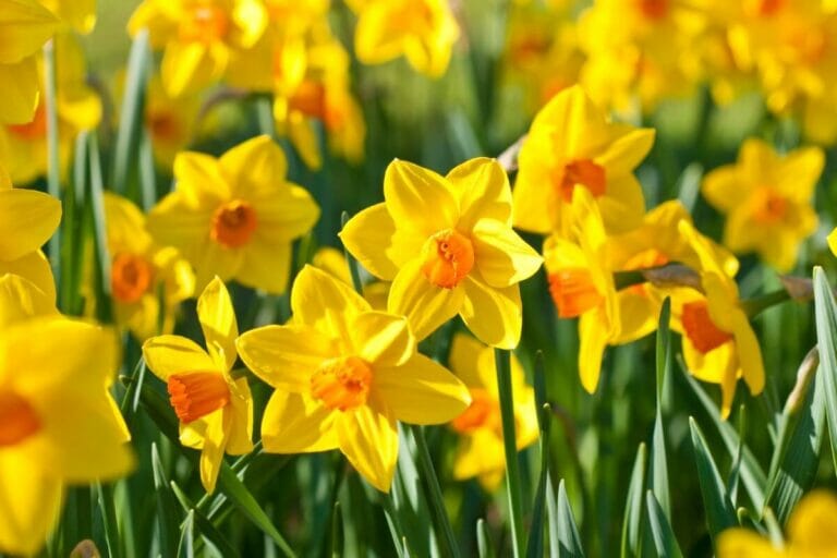 Types of Flowering Bulbs Explained