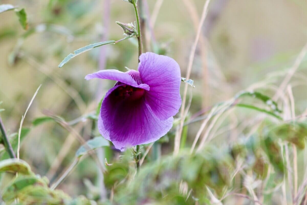 50 Amazing Australian Native Flowers and Plants - Petal Republic