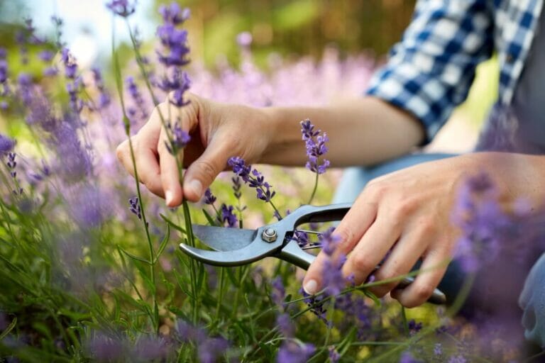 15 Incredible Lavender Plant Uses & Benefits - Petal Republic