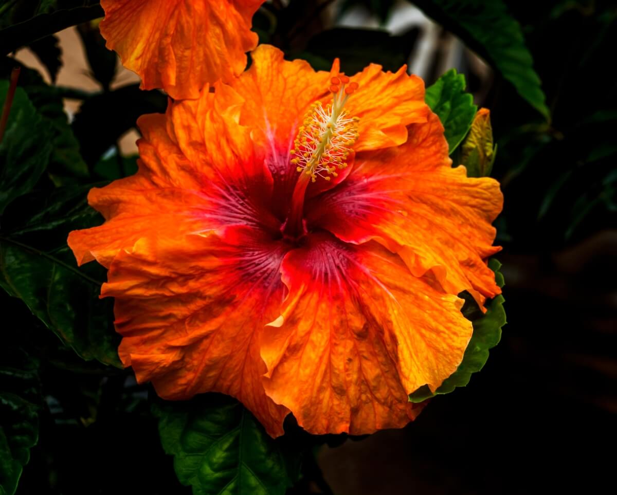 12 Orange Hibiscus Flowers That Will Transport You Straight to Paradise ...