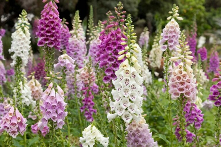 Types of Biennial Flowers and Plants Explained - Petal Republic