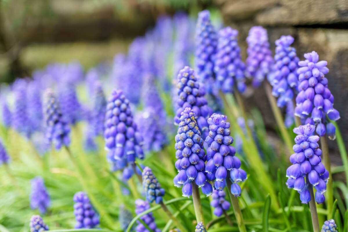22 Brilliant Spring Flowering Bulbs for Your Garden - Petal Republic