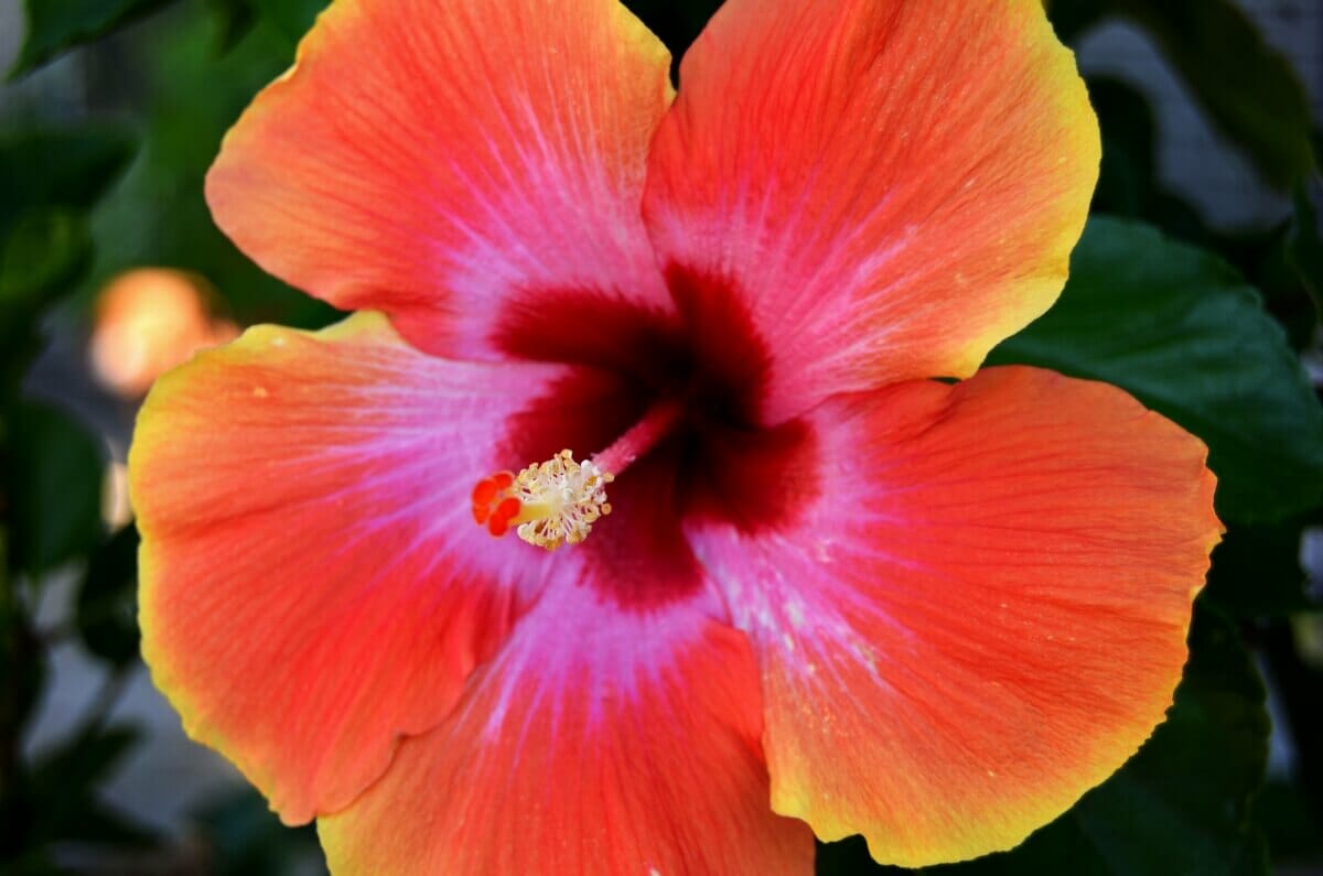 12 Orange Hibiscus Flowers That Will Transport You Straight to Paradise ...