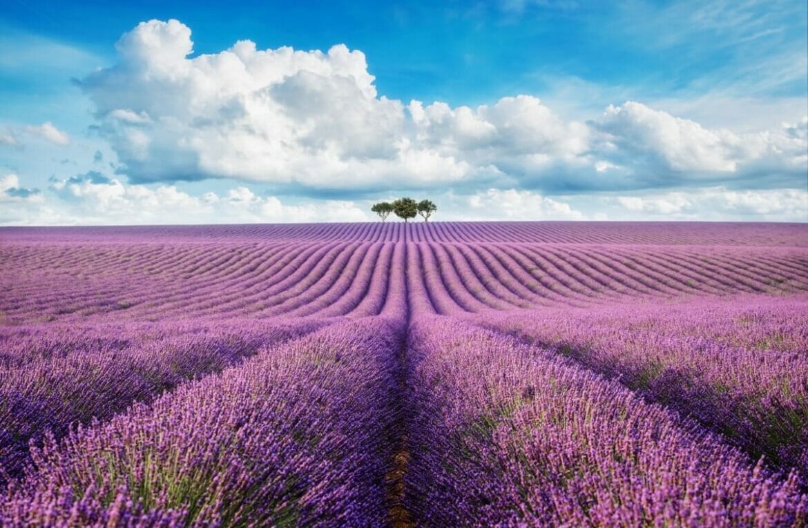 15 Incredible Lavender Plant Uses & Benefits - Petal Republic