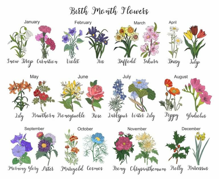 The Official Birth Month Flowers and Their Symbolic Meanings - Petal ...
