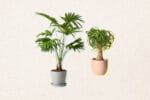 10 Best Indoor Palm Trees to Grow at Home - Petal Republic