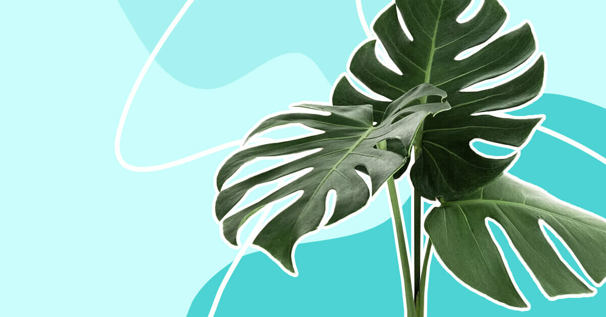 15 Amazing Uses and Benefits of Monstera Plants - Petal Republic